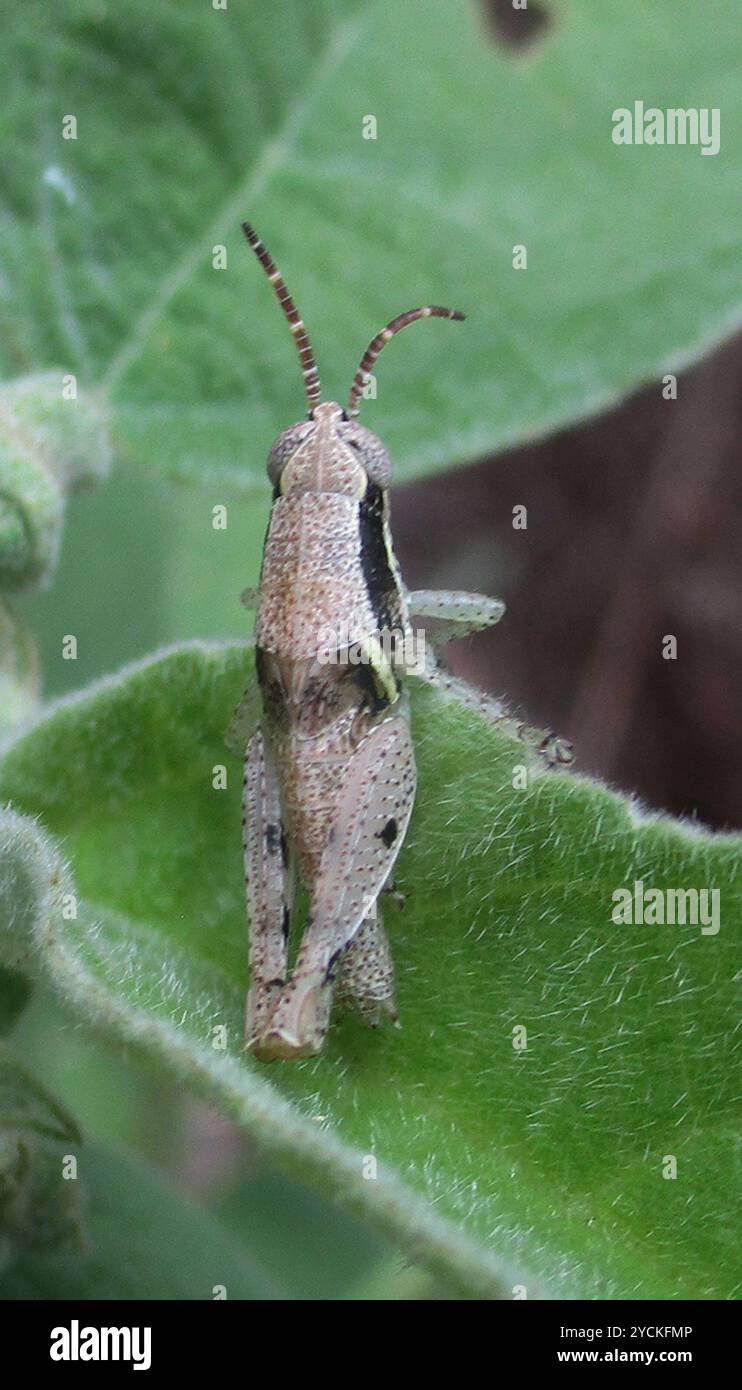 Spur-throated Grasshoppers (Catantopinae) Insecta Stock Photo - Alamy