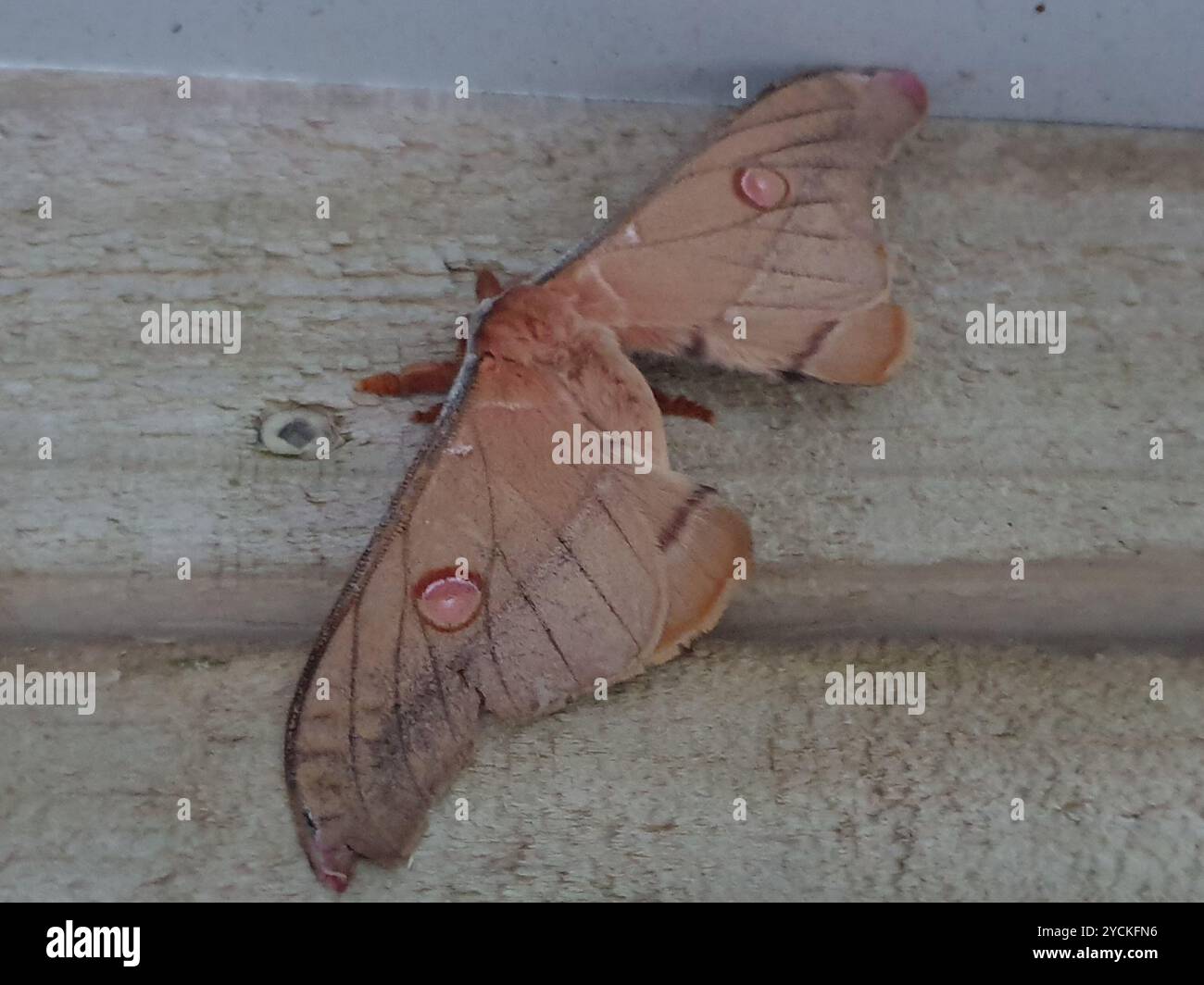 Emperor Gum Moth (Opodiphthera eucalypti) Insecta Stock Photo - Alamy