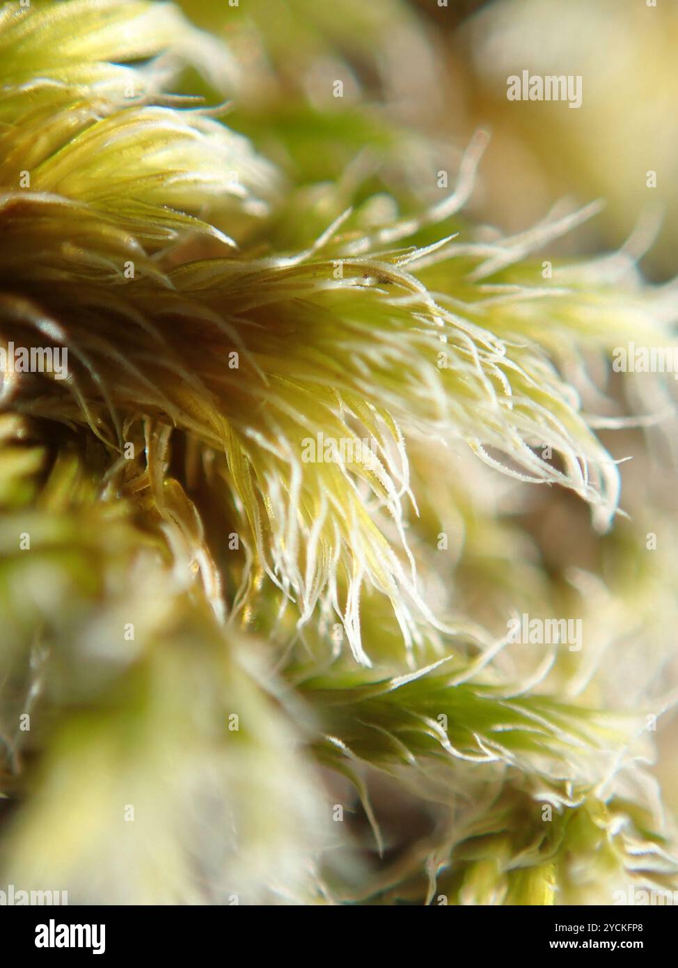 Woolly Fringe-moss (Racomitrium lanuginosum) Plantae Stock Photo - Alamy