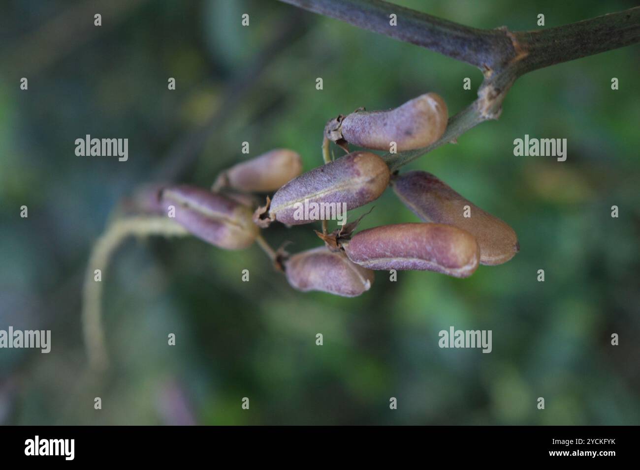 Rattlepods (Crotalaria) Plantae Stock Photo - Alamy