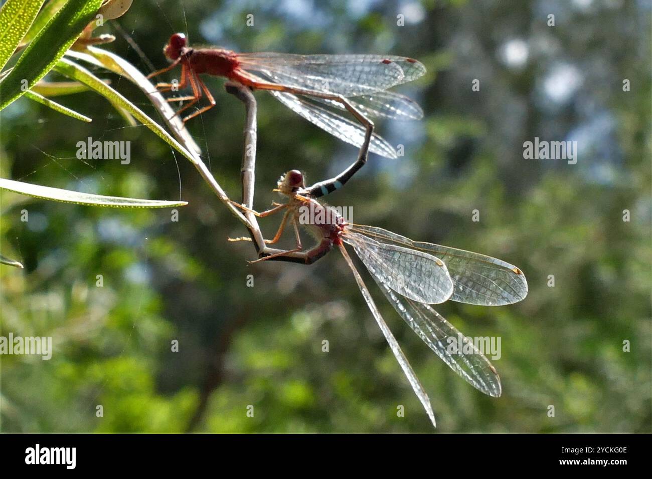 Red and Blue Damsel (Xanthagrion erythroneurum) Insecta Stock Photo - Alamy