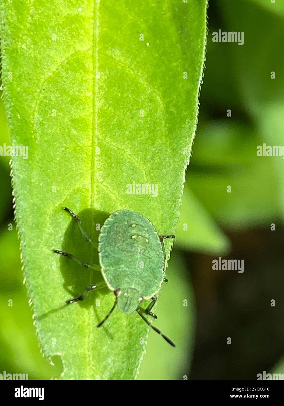 Green Shield Bug (Palomena prasina) Insecta Stock Photo - Alamy