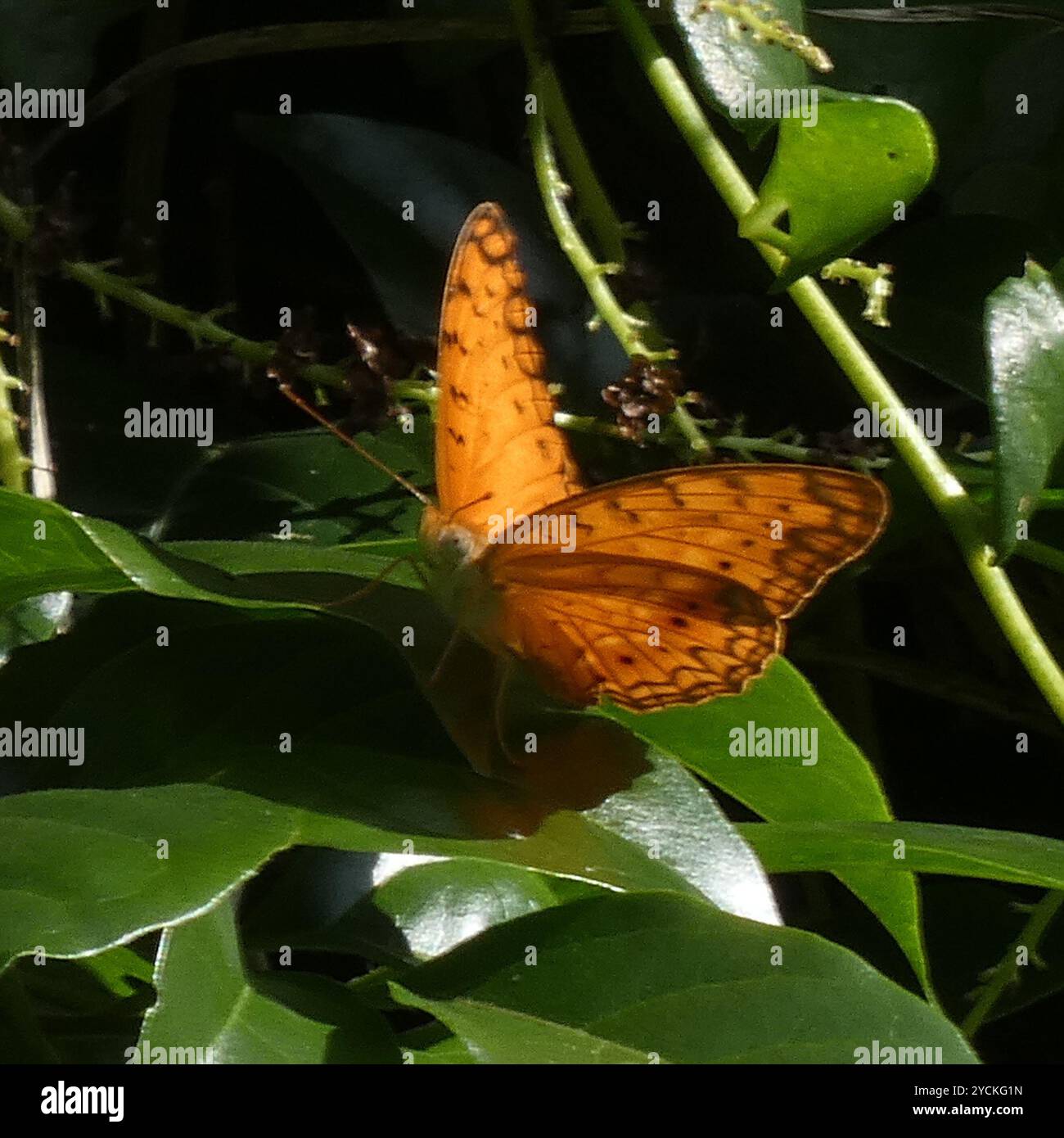African Leopard (Phalanta phalantha aethiopica) Insecta Stock Photo - Alamy