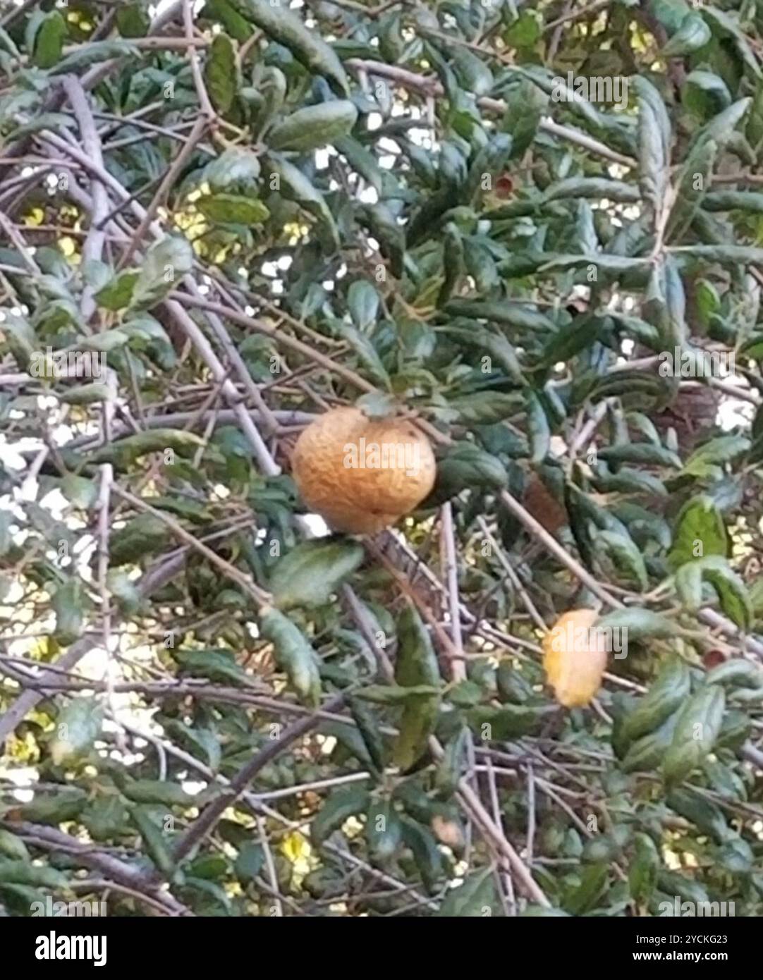 Live Oak Apple Gall Wasp (Amphibolips quercuspomiformis) Insecta Stock ...