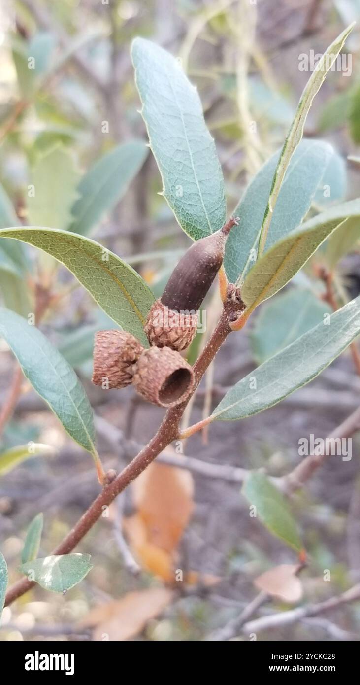 California scrub oak (Quercus berberidifolia) Plantae Stock Photo - Alamy