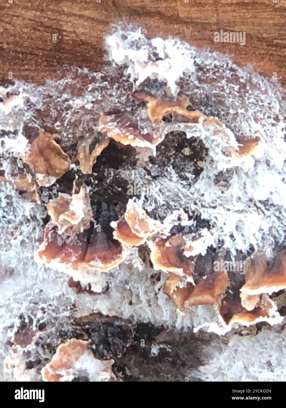 Silverleaf Fungus (Chondrostereum purpureum) Fungi Stock Photo - Alamy