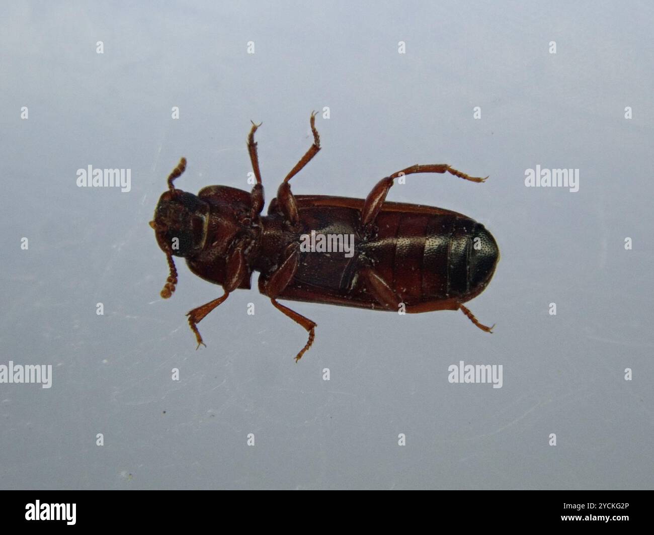 Red Flour Beetle (Tribolium castaneum) Insecta Stock Photo - Alamy