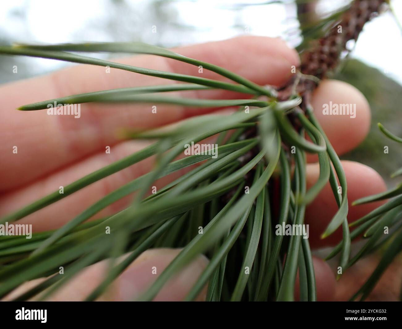 Shore Pine (Pinus contorta contorta) Plantae Stock Photo - Alamy