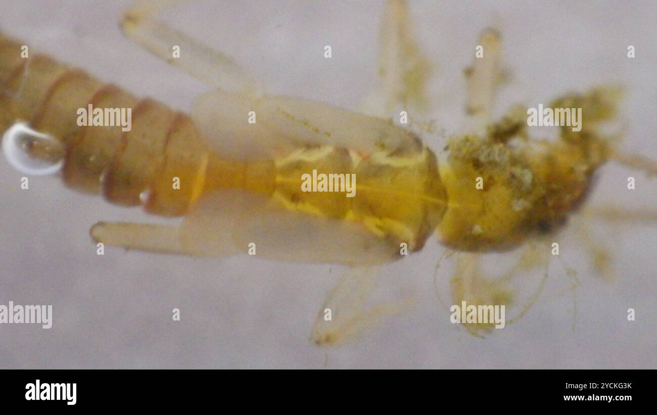 Small Winter Stoneflies (Capniidae) Insecta Stock Photo - Alamy