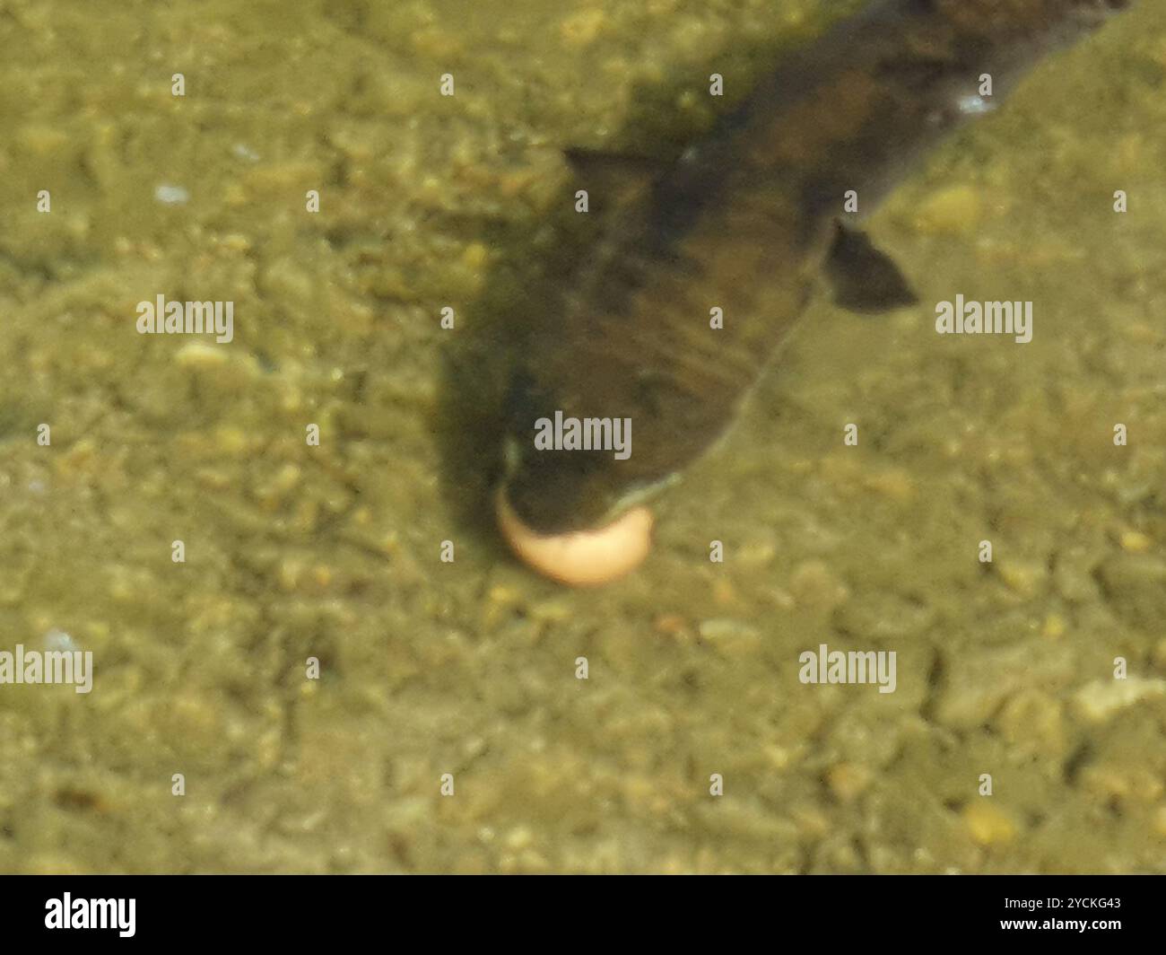 New Zealand Longfin Eel (Anguilla dieffenbachii) Actinopterygii Stock ...
