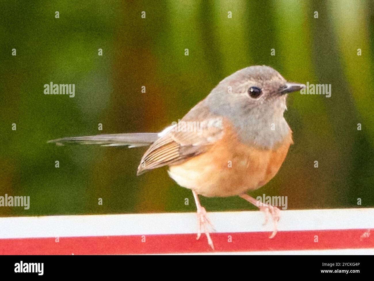 White-rumped Shama (Copsychus malabaricus) Aves Stock Photo - Alamy