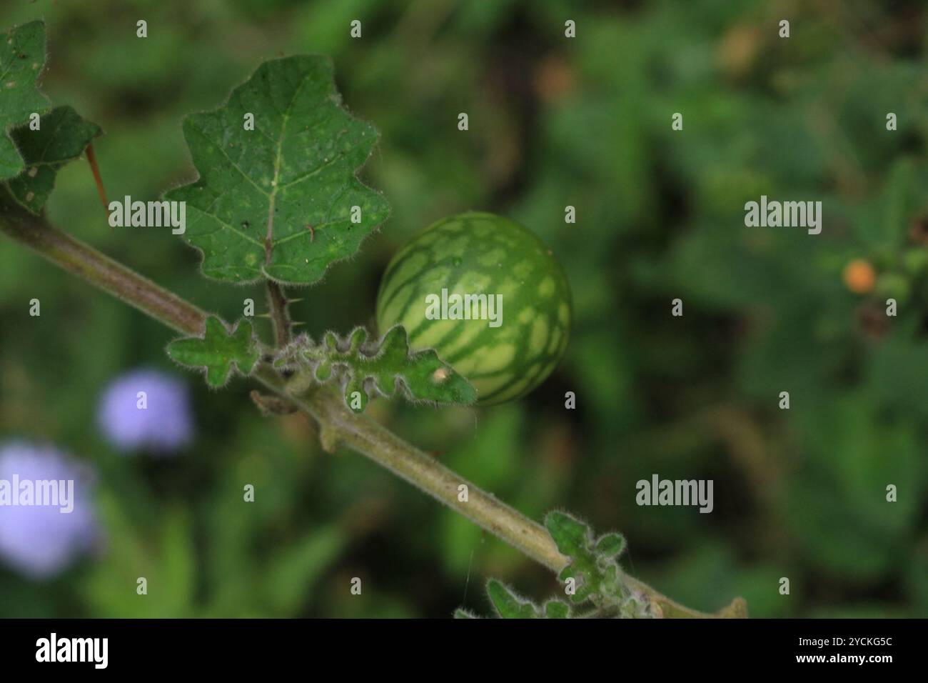 tropical soda-apple (Solanum viarum) Plantae Stock Photo - Alamy