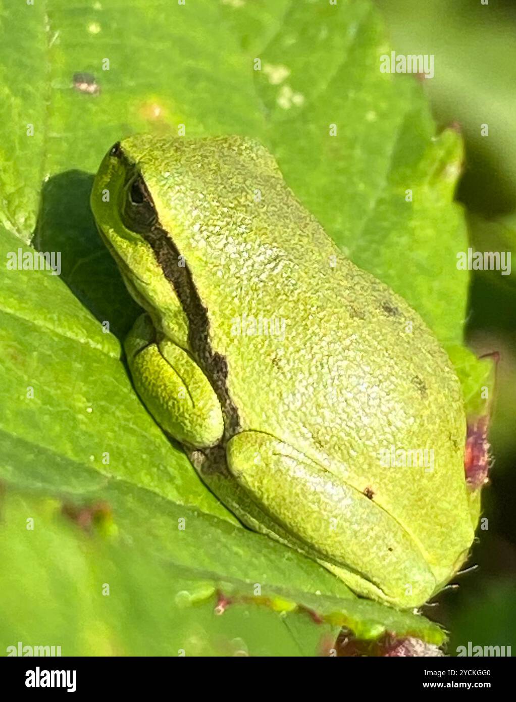 European Tree Frog (Hyla arborea) Amphibia Stock Photo - Alamy
