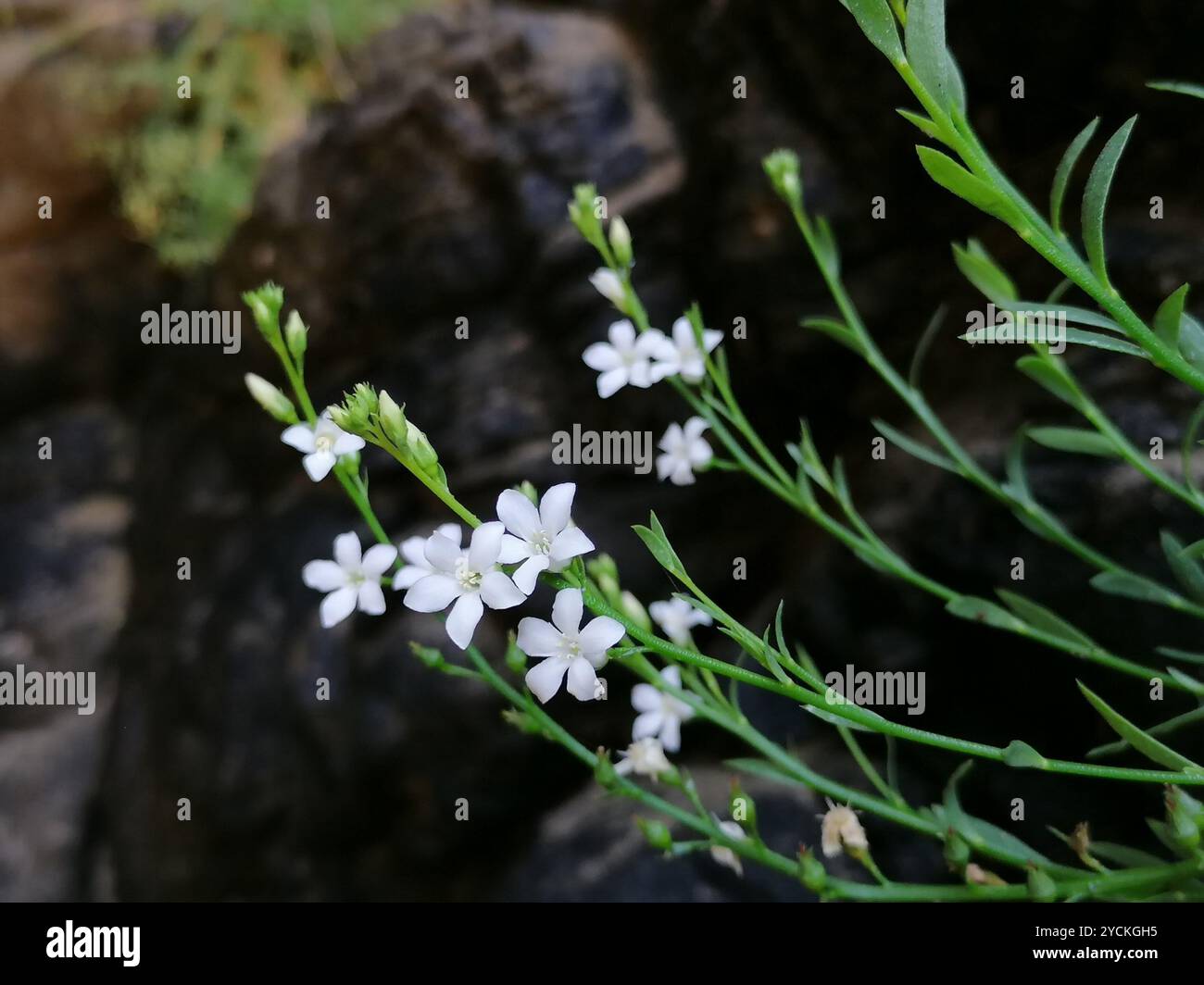 Water Pimpernel (Samolus porosus) Plantae Stock Photo - Alamy
