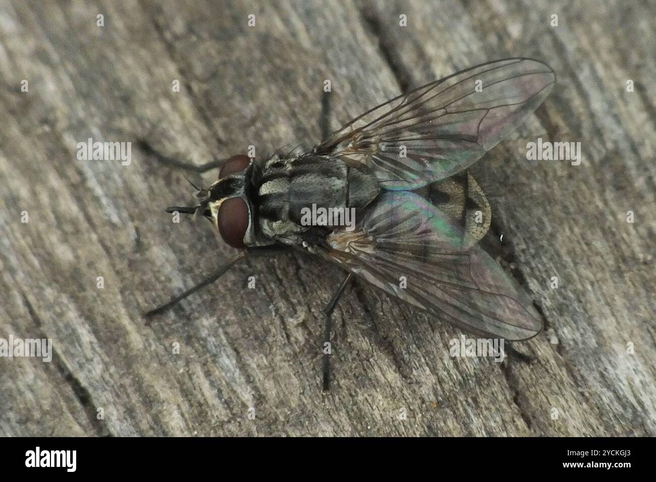 Stable Fly (Stomoxys calcitrans) Insecta Stock Photo - Alamy