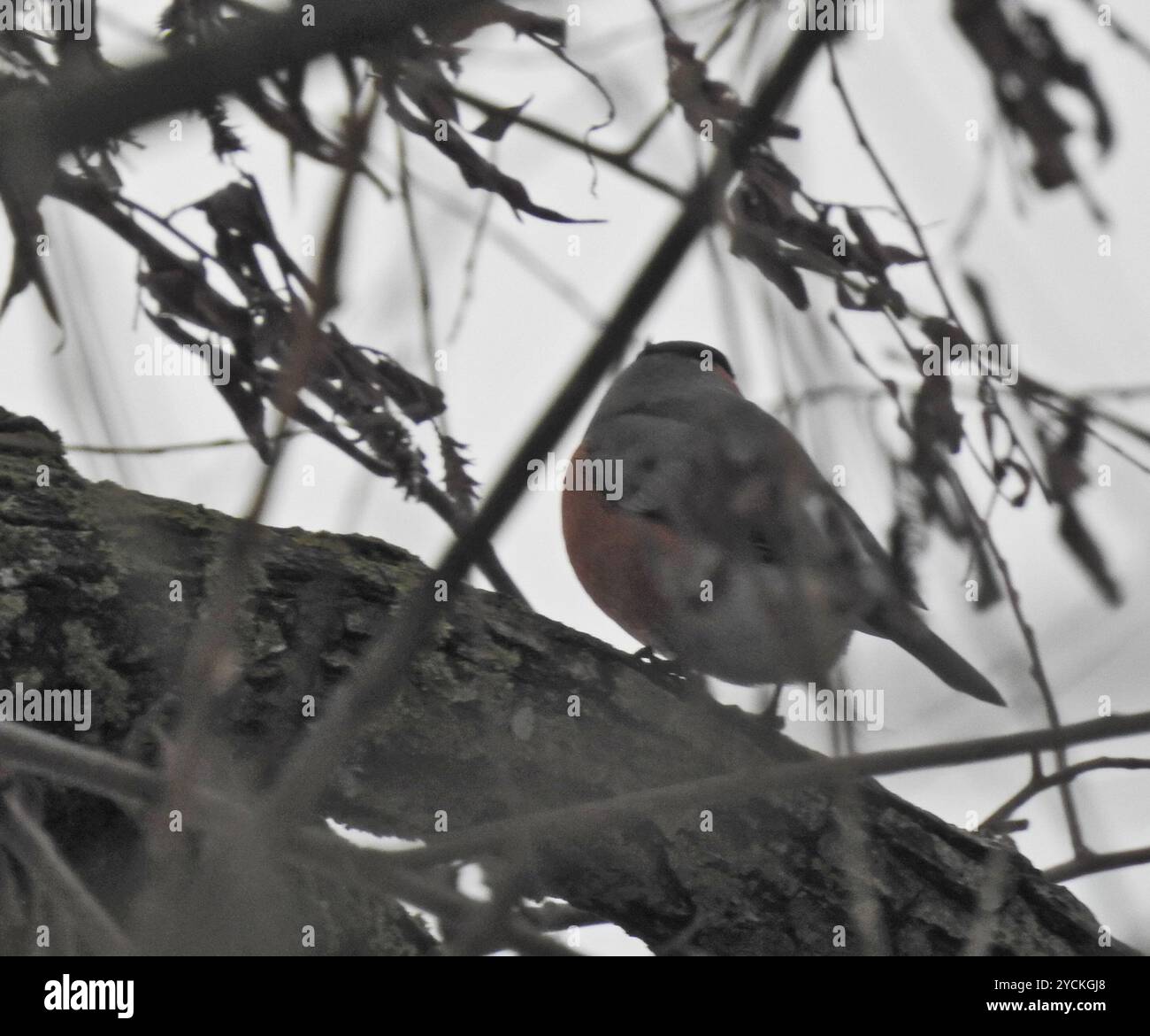 Eurasian Bullfinch (Pyrrhula pyrrhula) Aves Stock Photo - Alamy