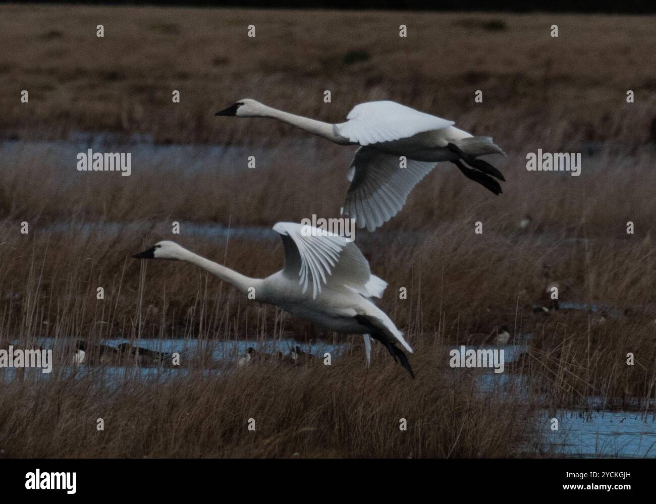 Tundra Swan (Cygnus columbianus) Aves Stock Photo - Alamy
