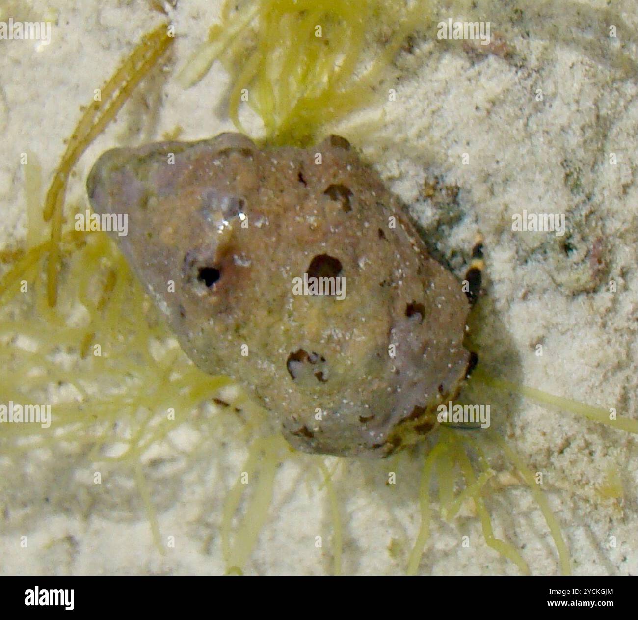 Caenogastropods (Caenogastropoda) Mollusca Stock Photo - Alamy