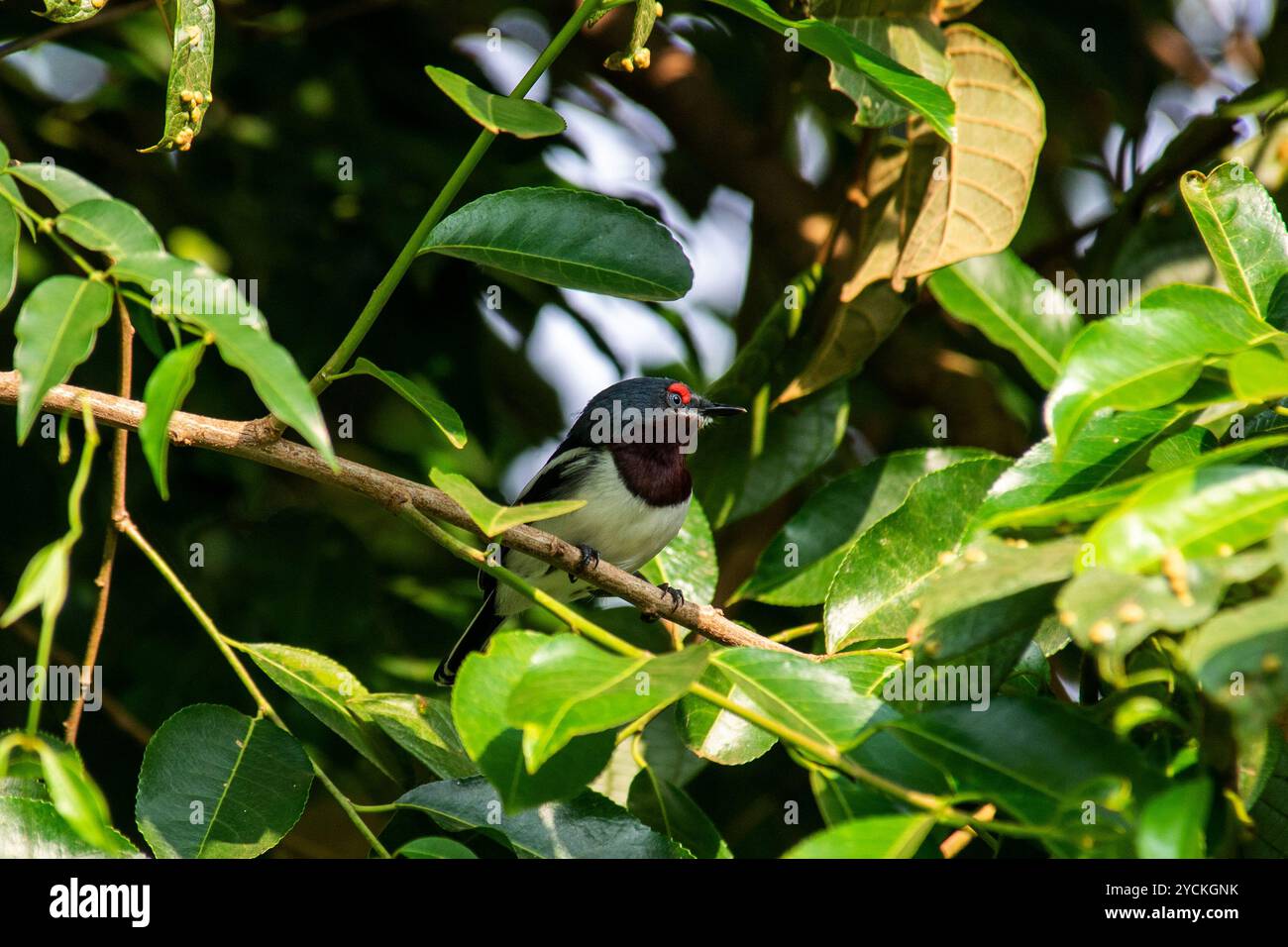 BROWN-THROATED WATTLE-EYE (Platysteira cyanea ) - Common Wattle-eye in ...