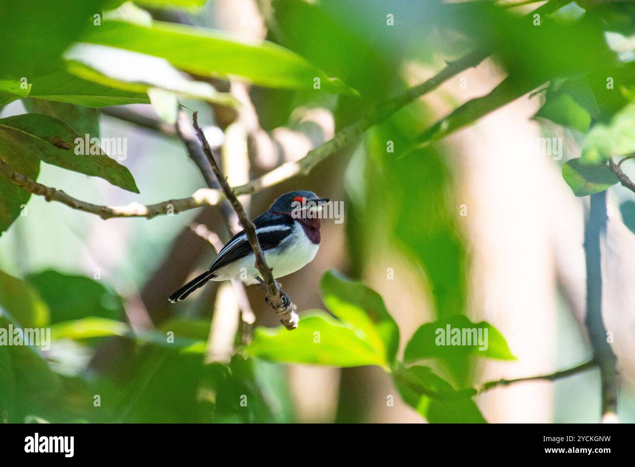 BROWN-THROATED WATTLE-EYE (Platysteira cyanea ) - Common Wattle-eye in ...
