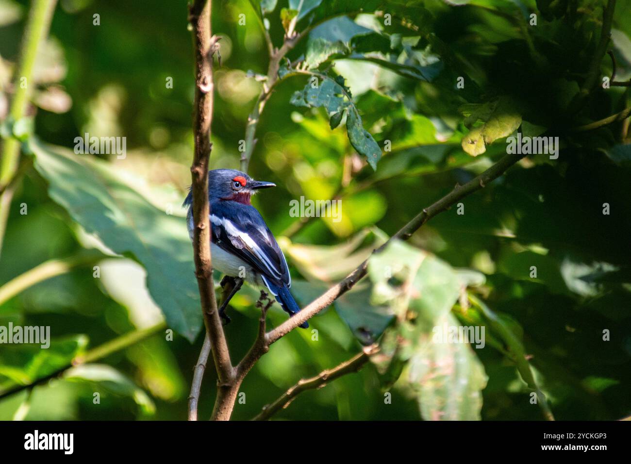 BROWN-THROATED WATTLE-EYE (Platysteira cyanea ) - Common Wattle-eye in ...