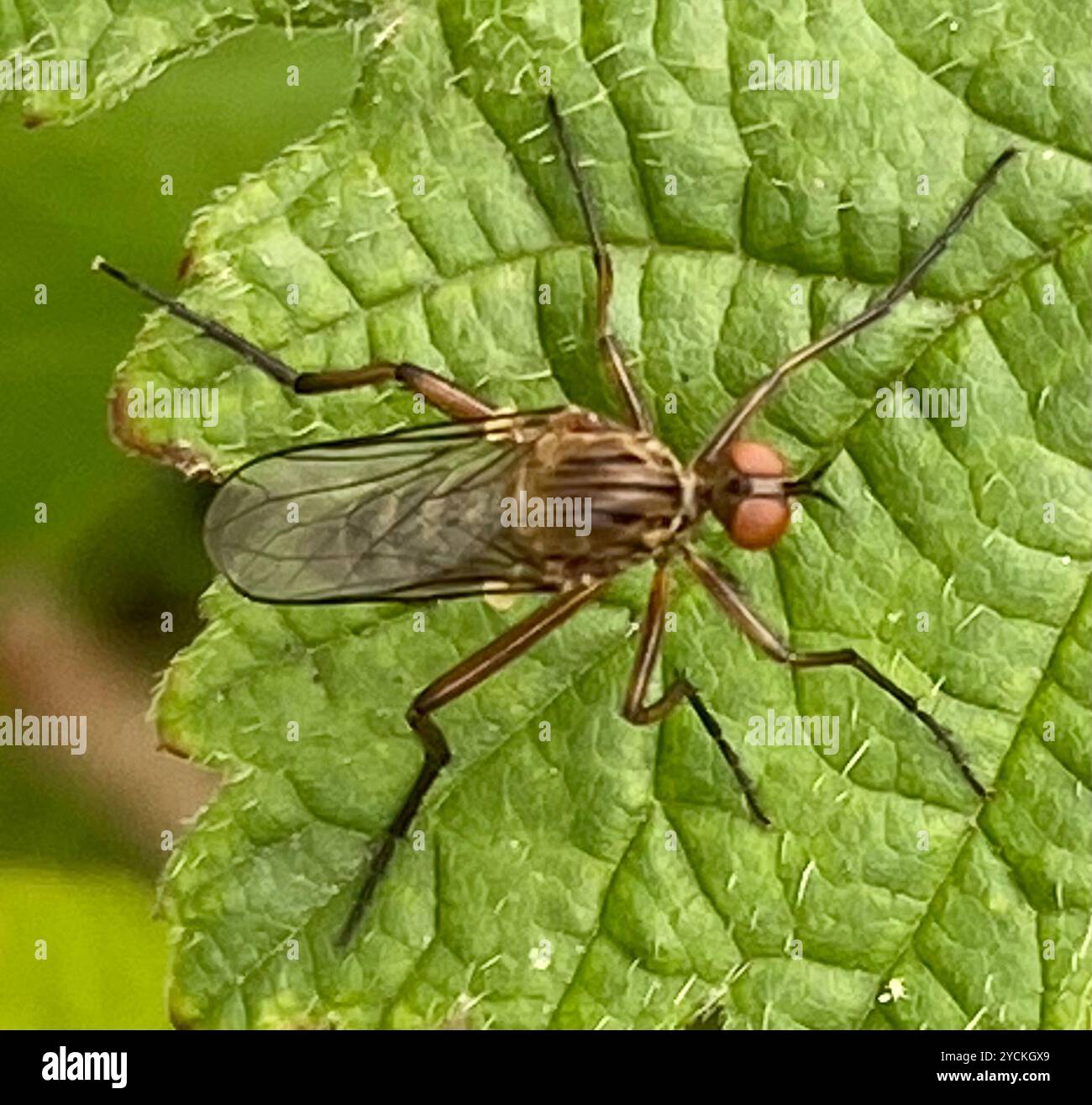 (Empis livida) Insecta Stock Photo - Alamy