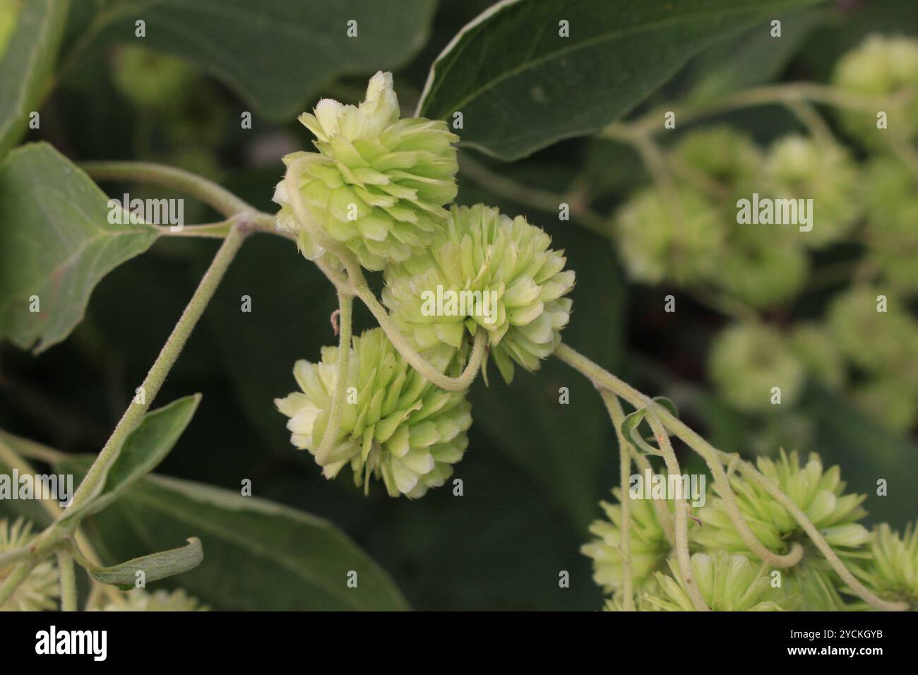 Tree Daisy (Montanoa hibiscifolia) Plantae Stock Photo - Alamy