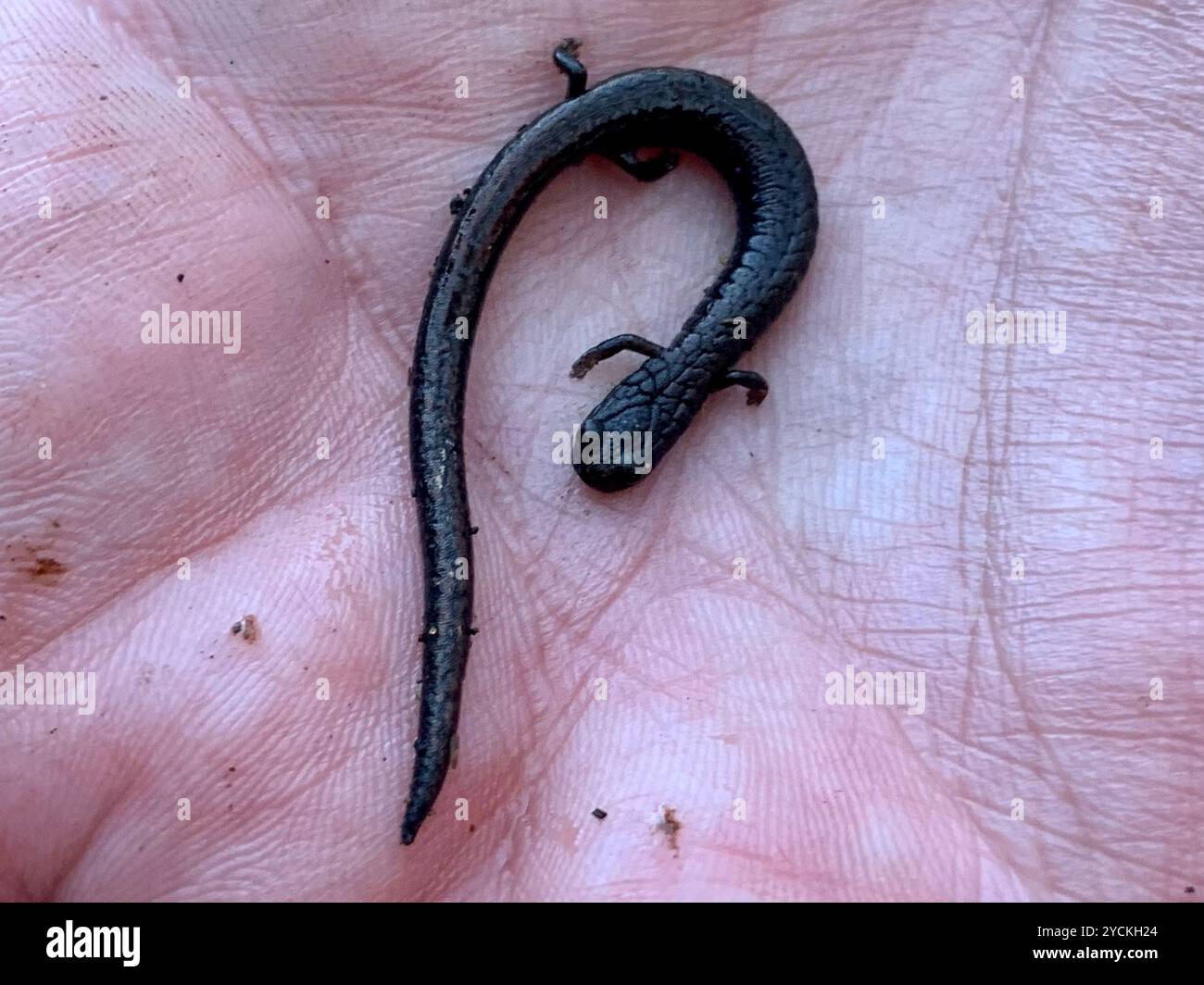 California Slender Salamander (Batrachoseps attenuatus) Amphibia Stock ...