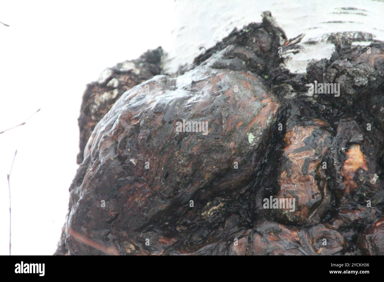 bacterial crown gall (Agrobacterium radiobacter Stock Photo - Alamy