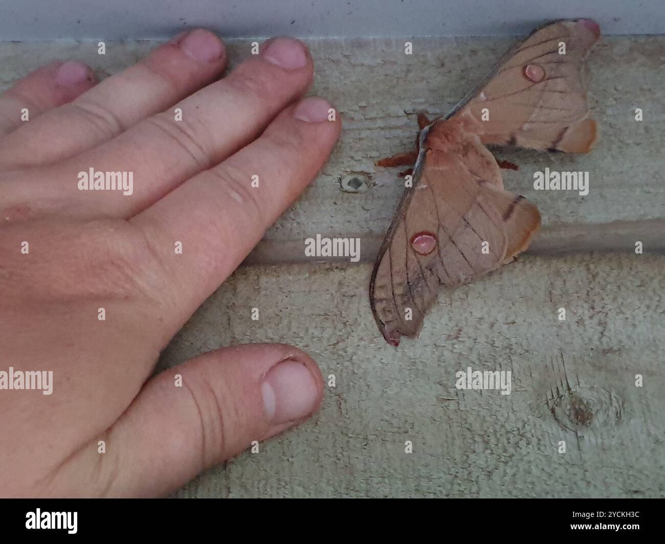 Emperor Gum Moth (Opodiphthera eucalypti) Insecta Stock Photo - Alamy
