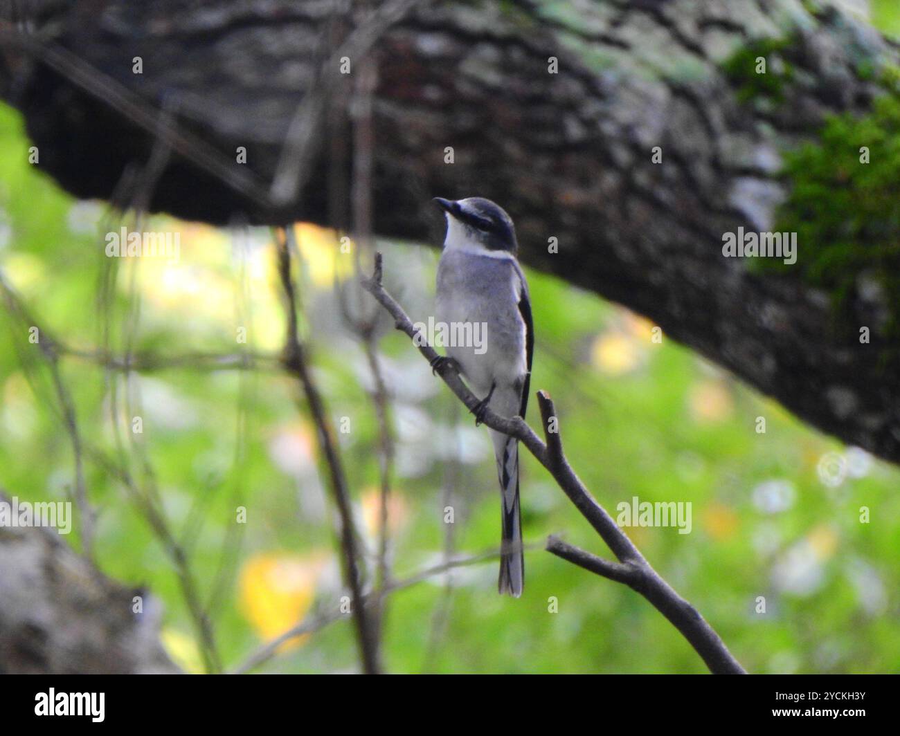 Ryukyu minivet hi-res stock photography and images - Alamy
