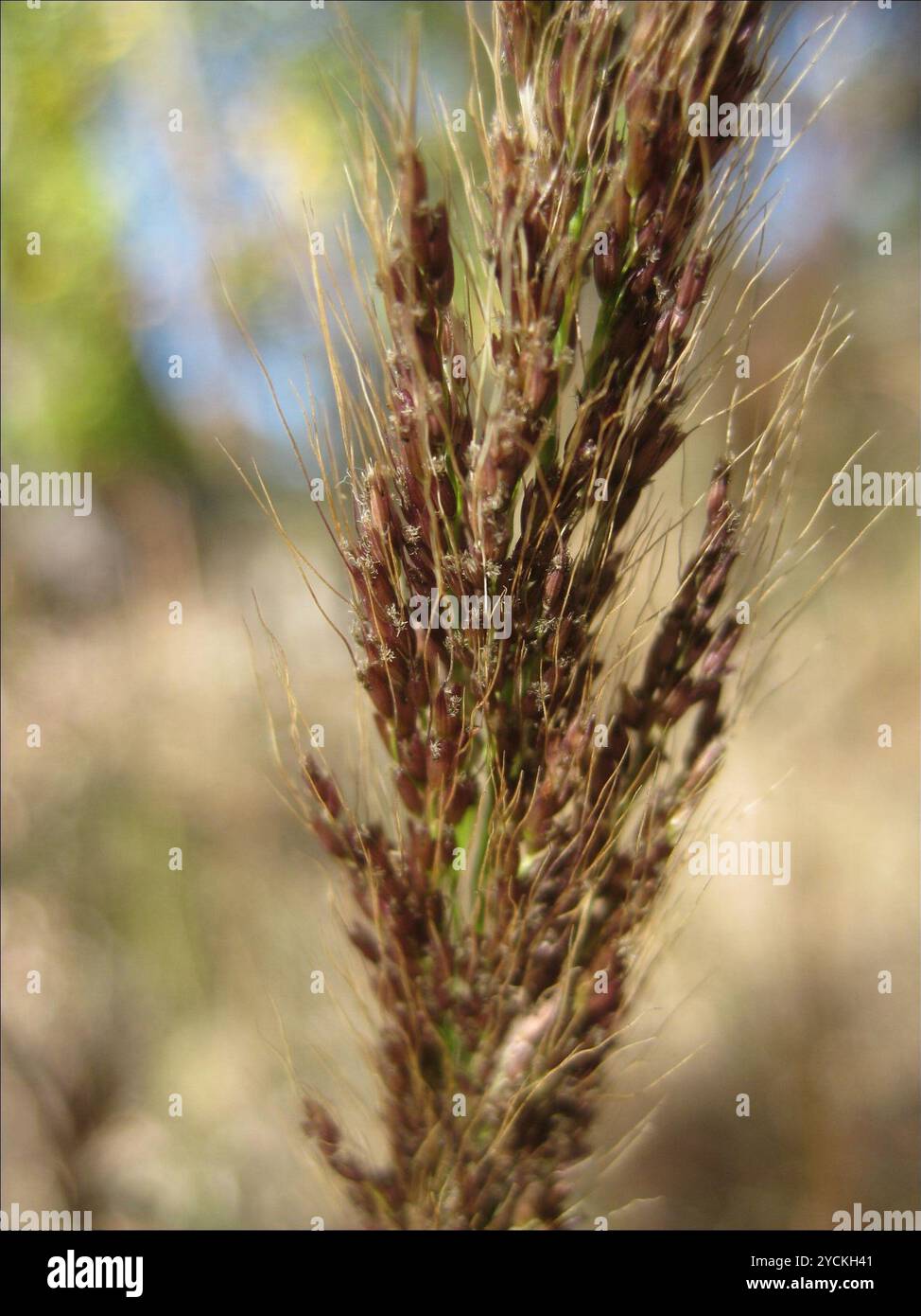 Molasses Grass Melinis Minutiflora Plantae Stock Photo Alamy