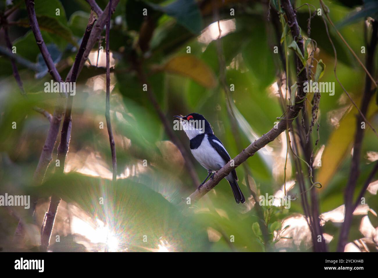 BROWN-THROATED WATTLE-EYE (Platysteira cyanea ) - Common Wattle-eye in ...
