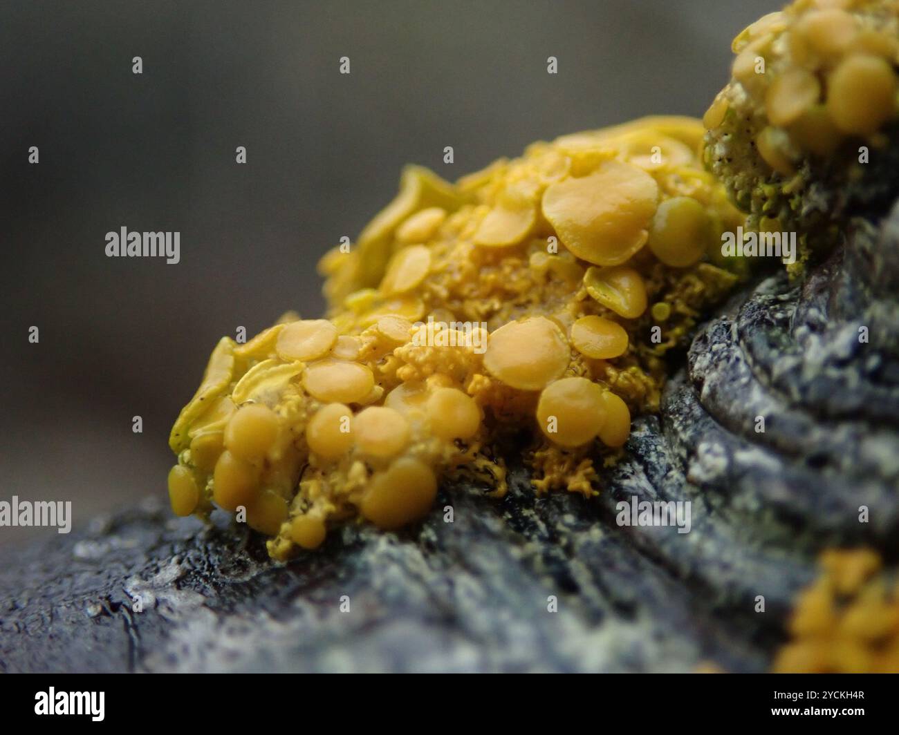 Pin-cushion Sunburst Lichen (Polycauliona polycarpa) Fungi Stock Photo ...