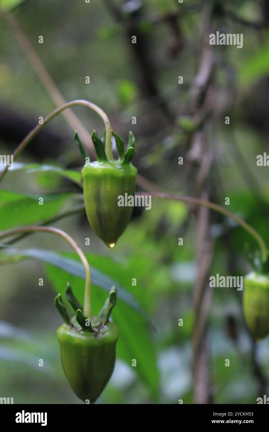 Tree Dahlia (Dahlia imperialis) Plantae Stock Photo - Alamy