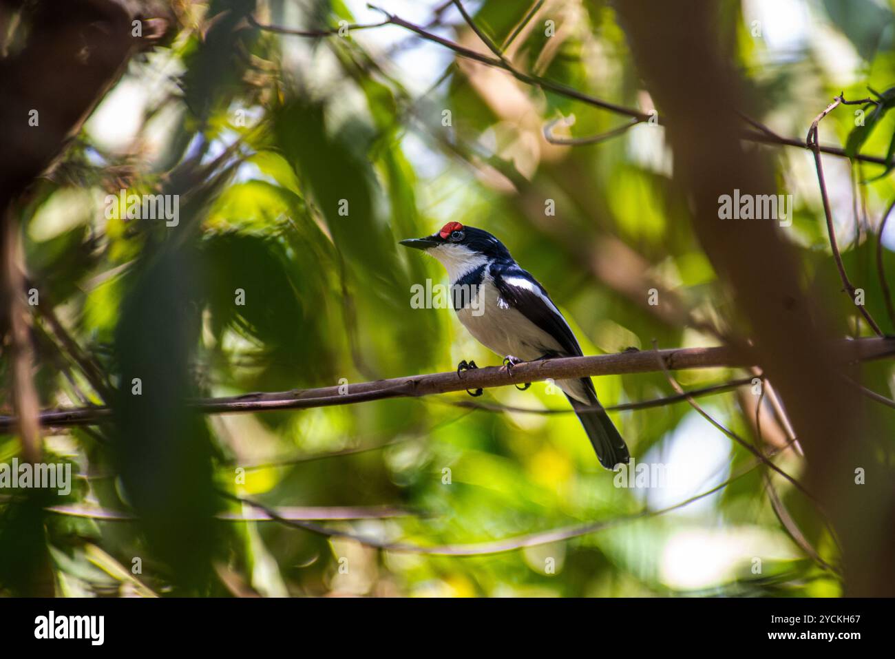 BROWN-THROATED WATTLE-EYE (Platysteira cyanea ) - Common Wattle-eye in ...