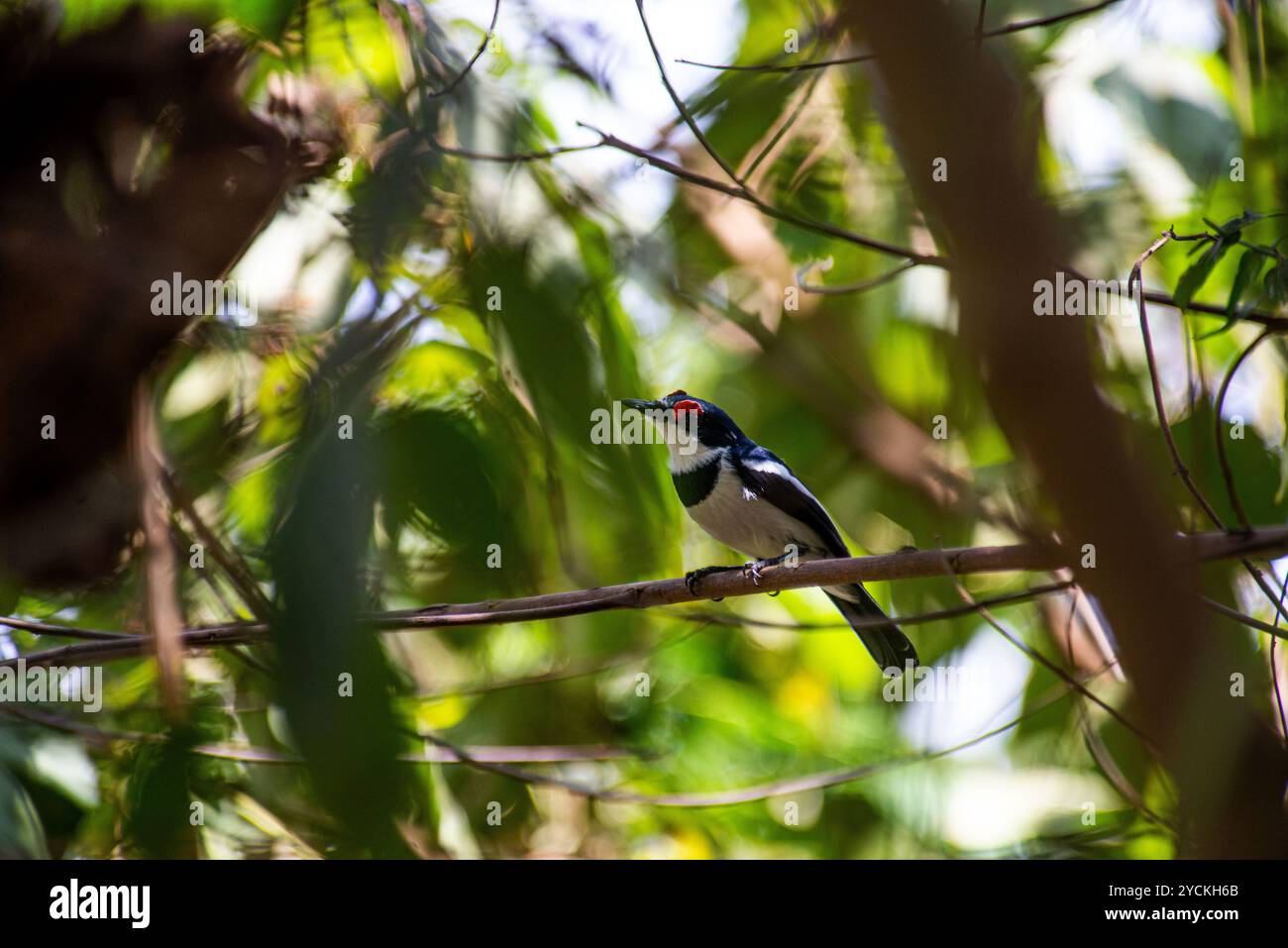BROWN-THROATED WATTLE-EYE (Platysteira cyanea ) - Common Wattle-eye in ...