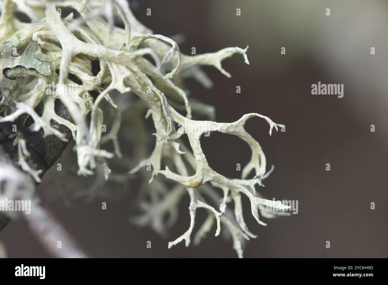Oakmoss (Evernia prunastri) Fungi Stock Photo - Alamy