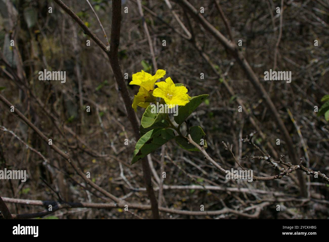 yellow geiger (Cordia lutea) Plantae Stock Photo - Alamy