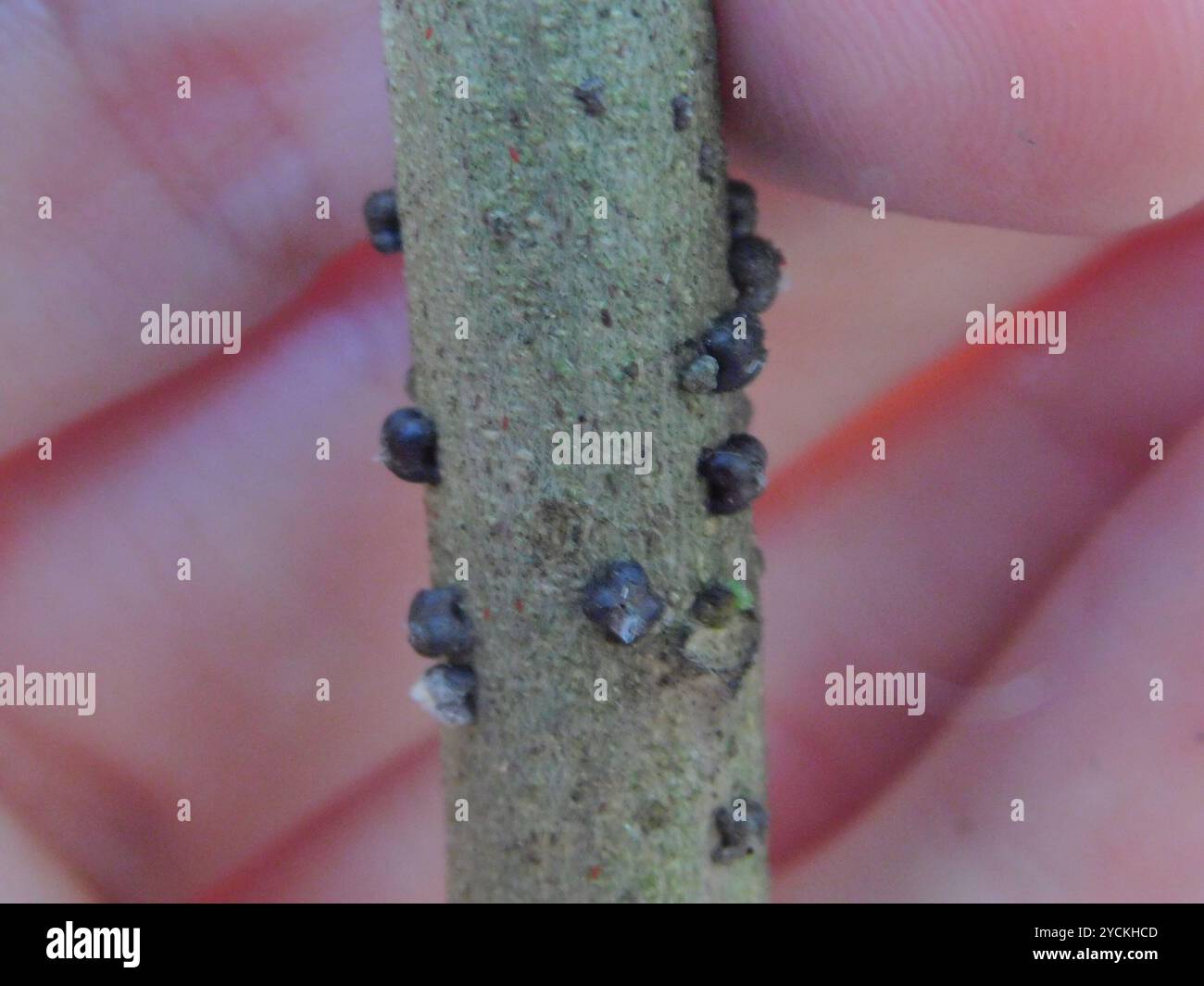 Lobate Lac Scale (Paratachardina pseudolobata) Insecta Stock Photo - Alamy