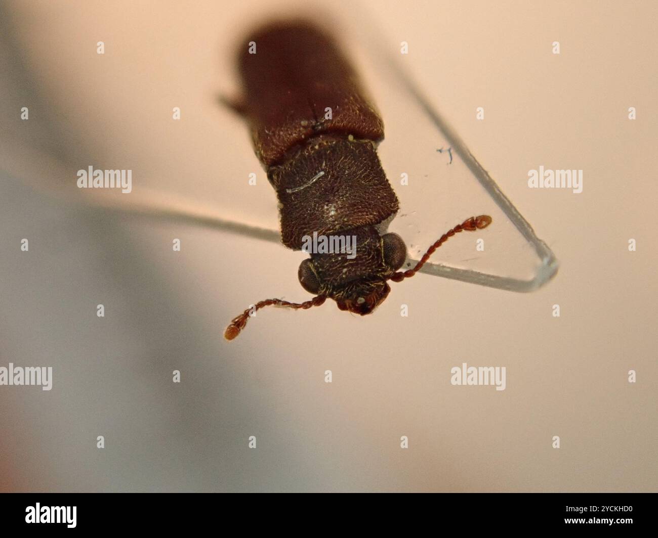 Powder Post Beetle (Lyctus brunneus) Insecta Stock Photo - Alamy