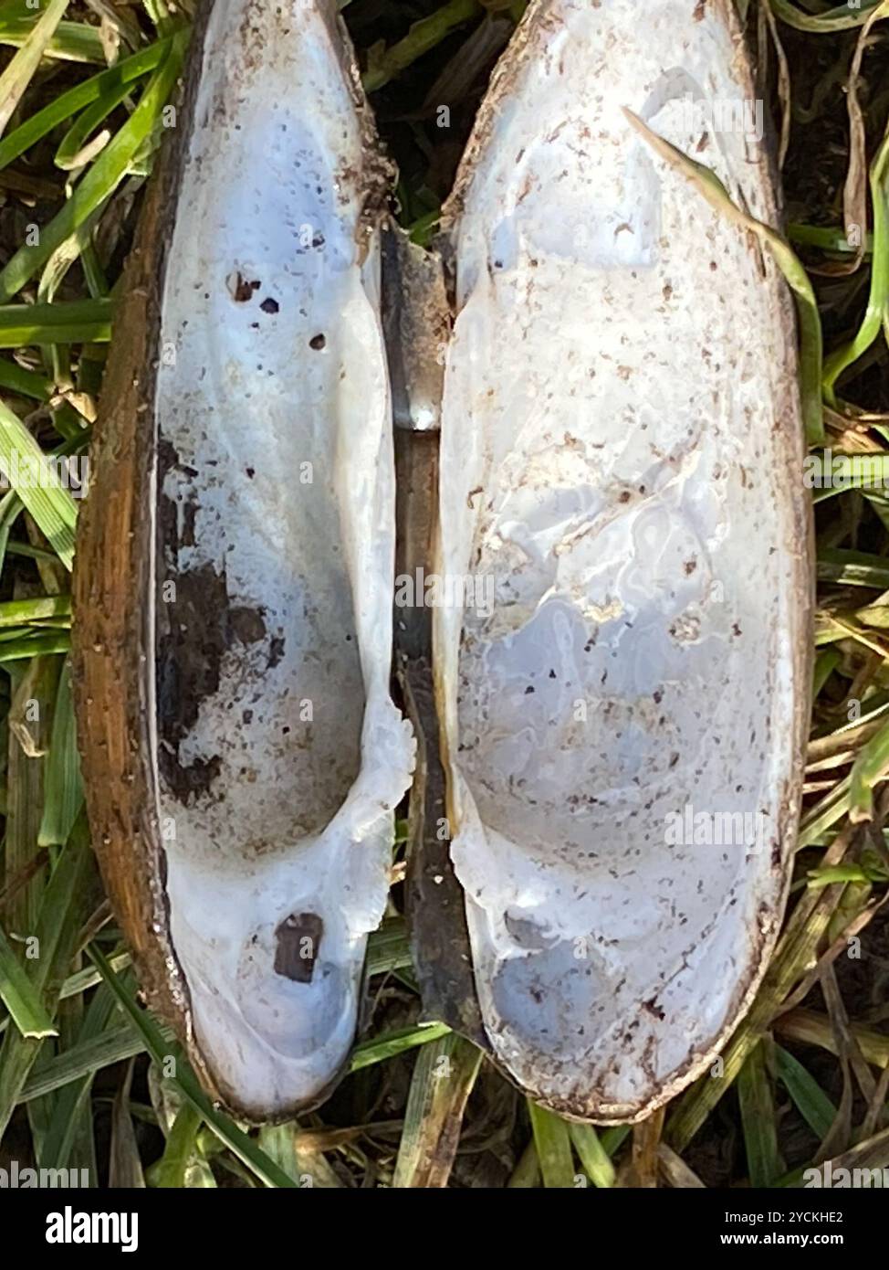 Swollen River-mussel (Unio tumidus) Mollusca Stock Photo - Alamy