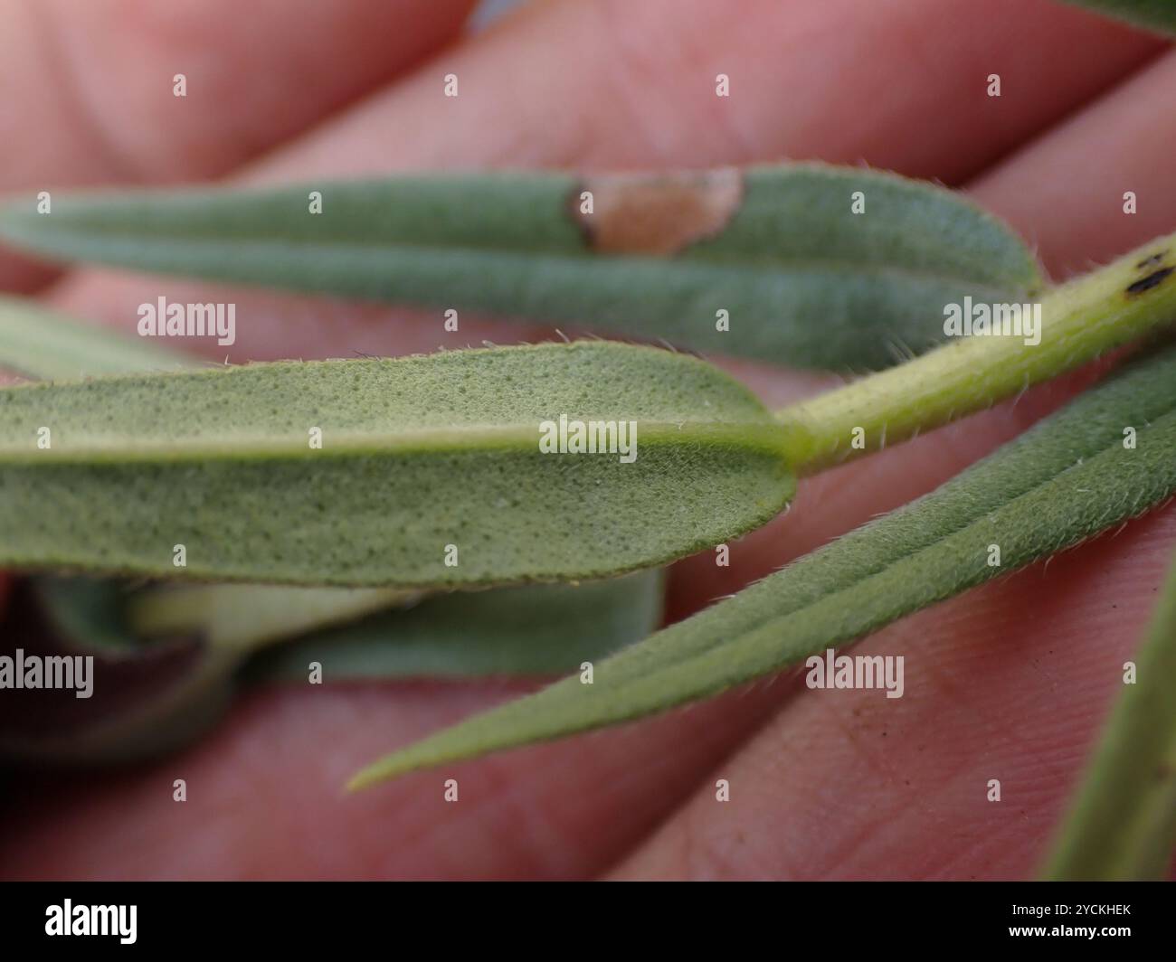 stoneseeds, puccoons, and gromwells (Lithospermum) Plantae Stock Photo ...