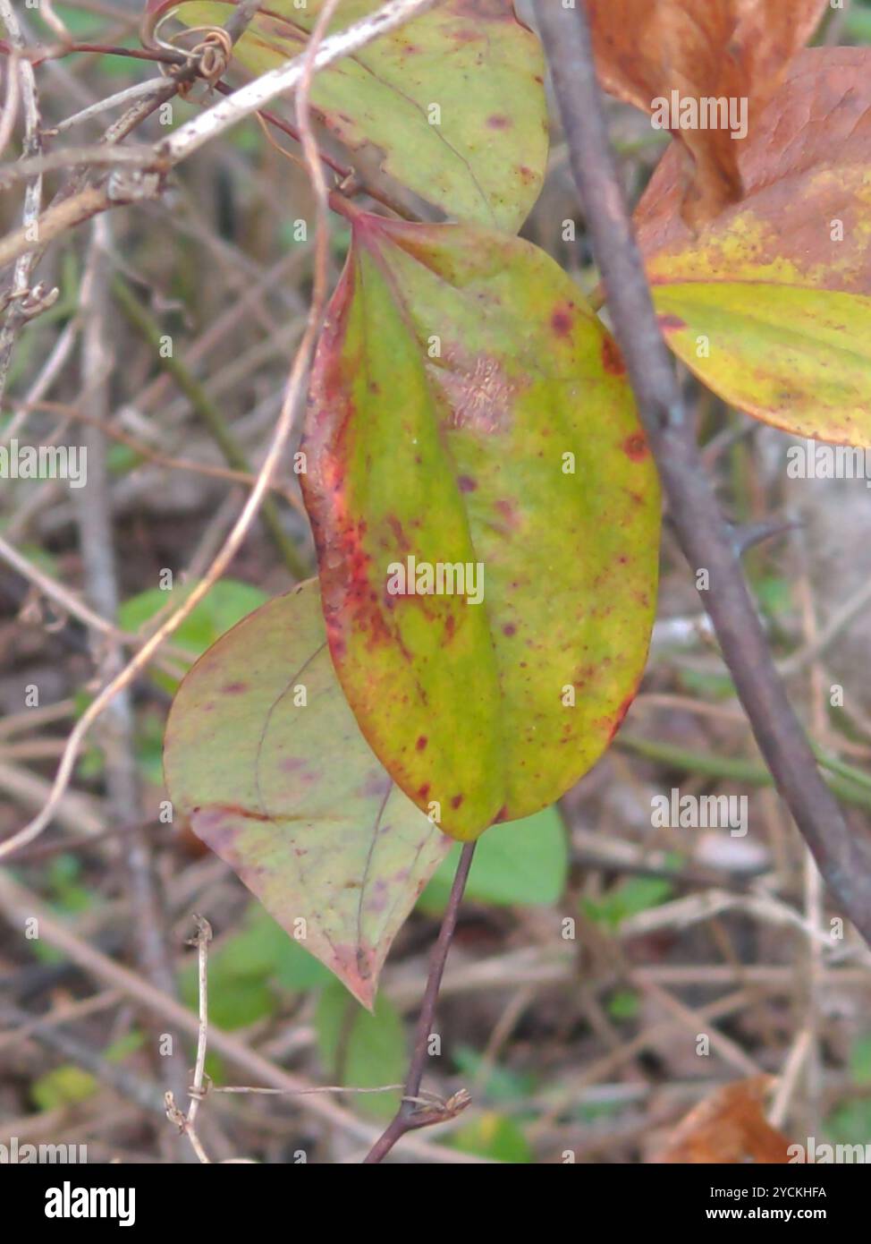 sawbrier (Smilax glauca) Plantae Stock Photo - Alamy