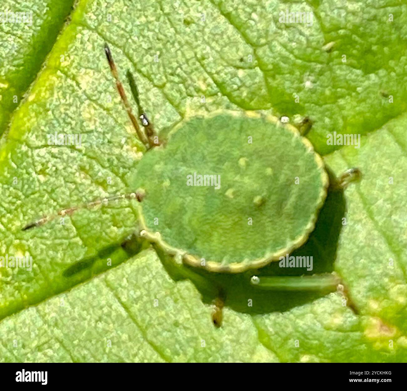 Green Shield Bug (Palomena prasina) Insecta Stock Photo - Alamy
