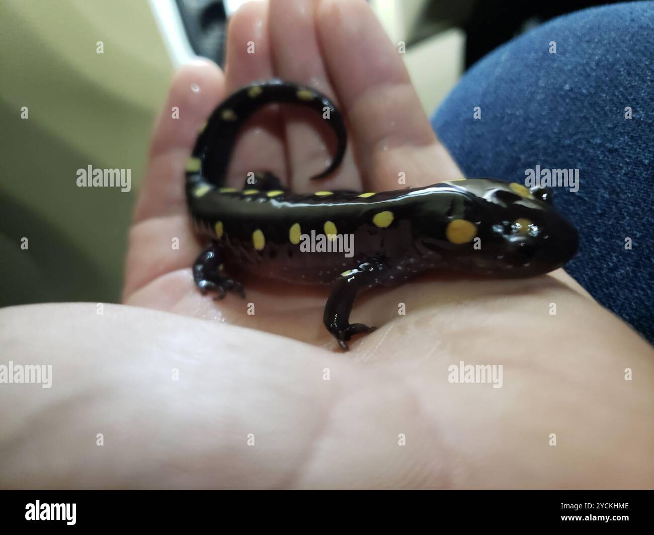 Spotted Salamander (Ambystoma maculatum) Amphibia Stock Photo - Alamy