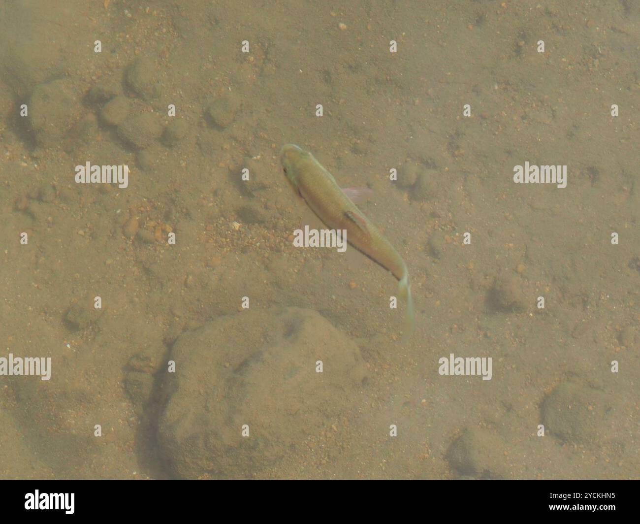 Taiwan Horse Mouth (Candidia barbata) Actinopterygii Stock Photo - Alamy