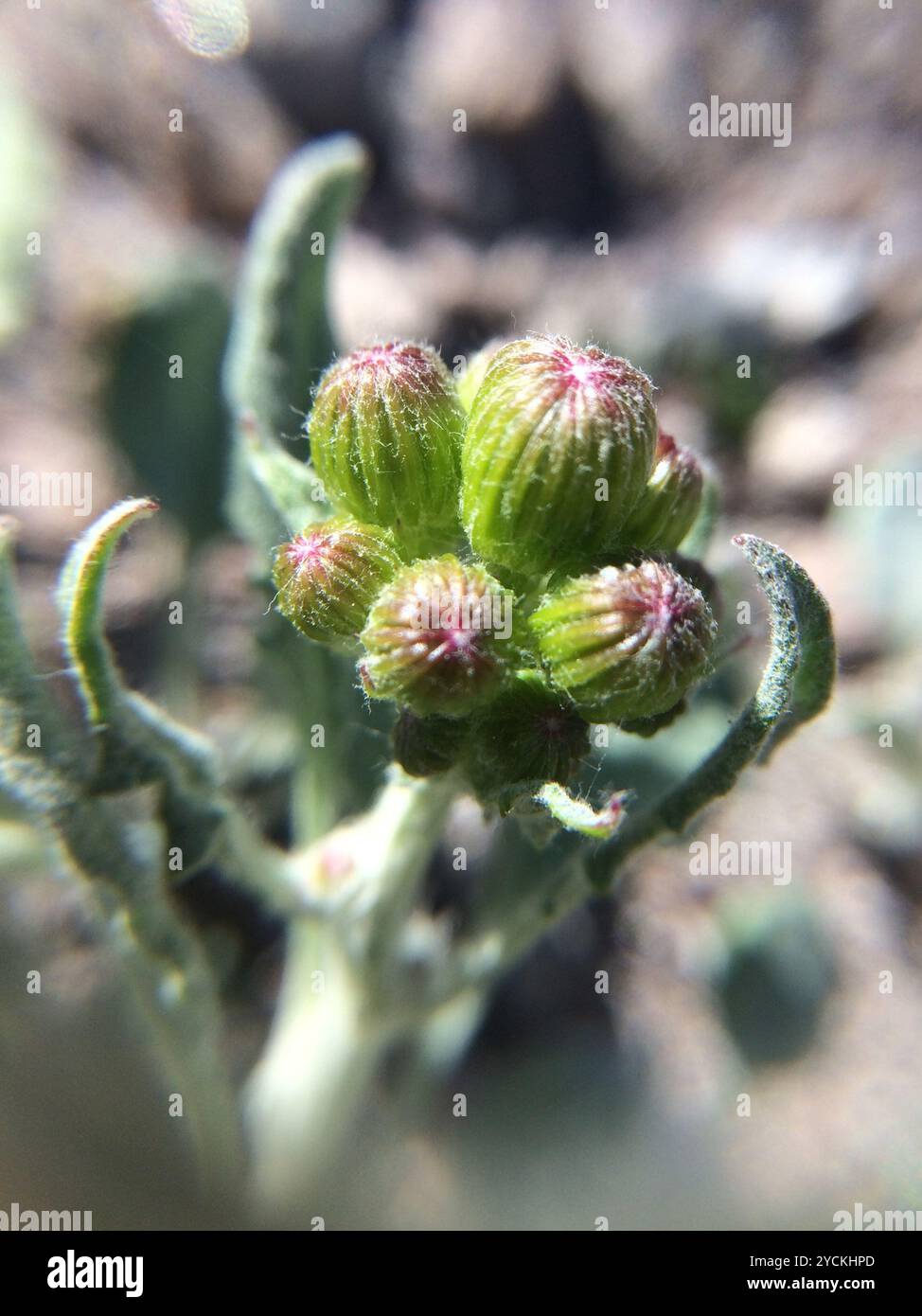 woolly groundsel (Packera cana) Plantae Stock Photo - Alamy