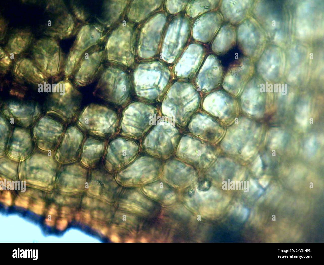 Immersed Physcomitrium Moss (Physcomitrium immersum) Plantae Stock ...