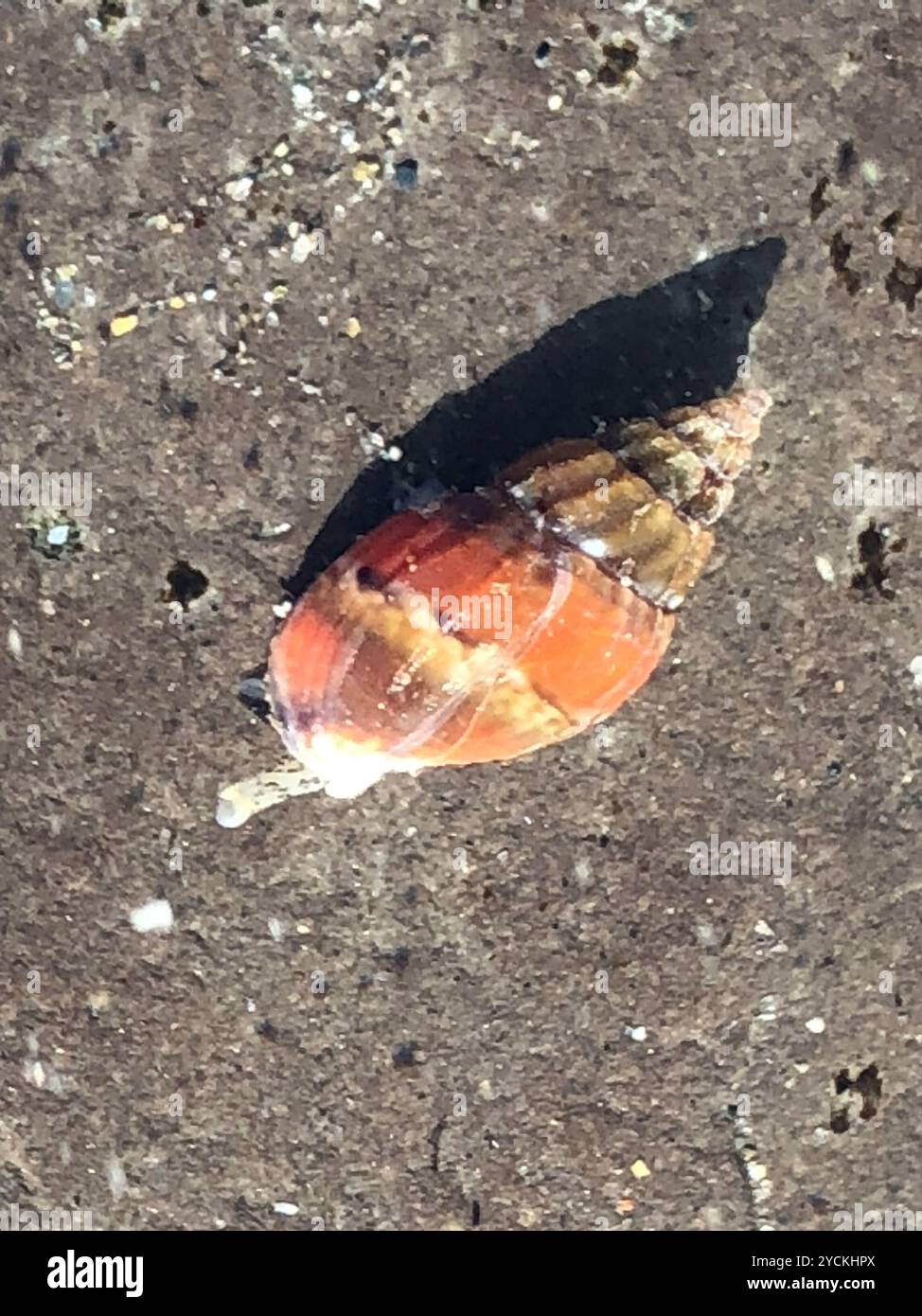 Variegate Amphissa (Amphissa versicolor) Mollusca Stock Photo - Alamy